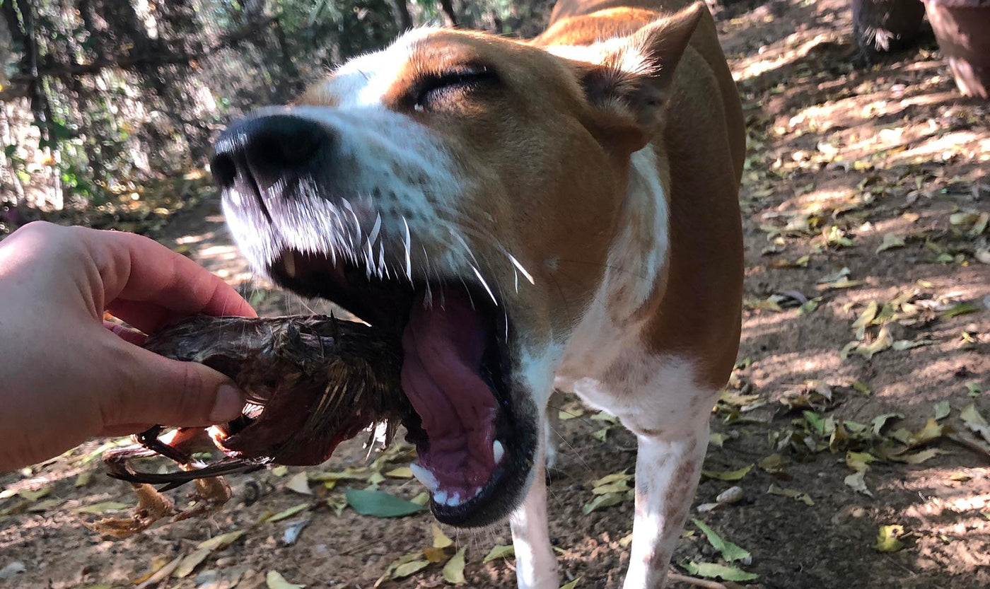 Myth buster Blog - Are Fur and Feathers edible?