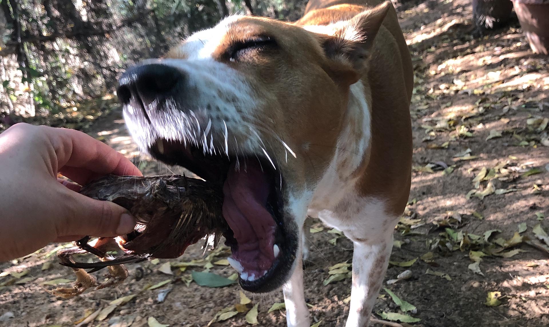 Myth buster Blog - Are Fur and Feathers edible?