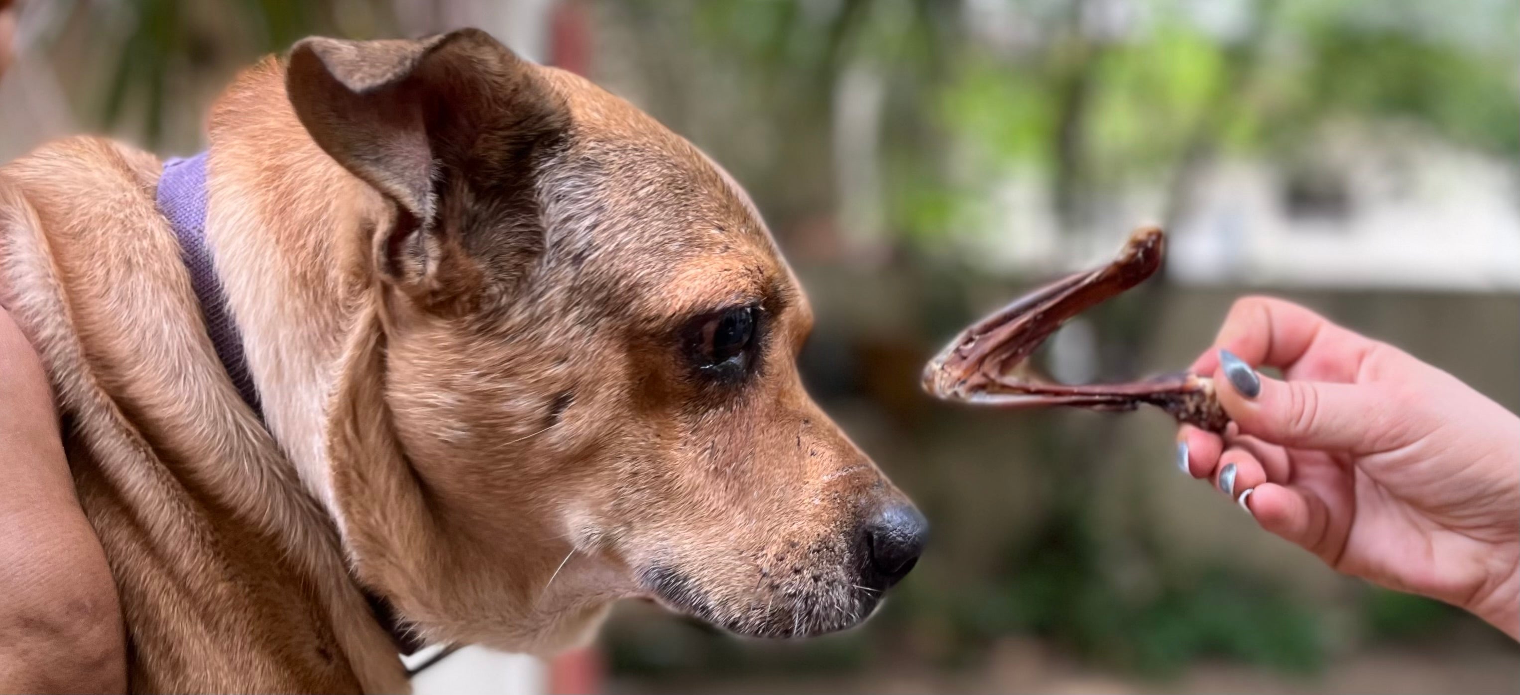 Edible Bone – Canine India