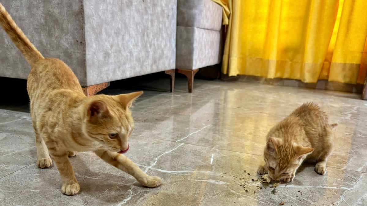 Sample Sizes Available Cats