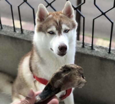 India's First Species-Appropriate Pet Food - Canine India